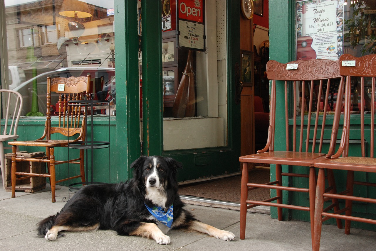 Lugares ‘petfriendly’ donde entrar con perros en CDMX | Clima.com