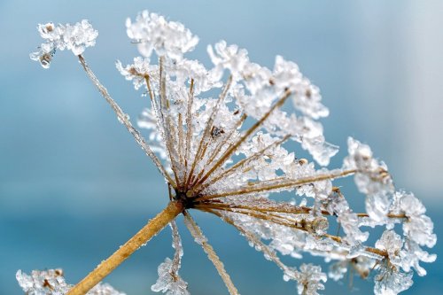 Tipos De Heladas Blancas Negras O Por Advección Clima