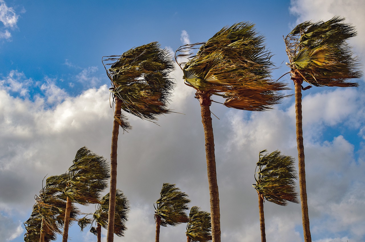 ¿Dónde hace más viento en México? | Clima.com
